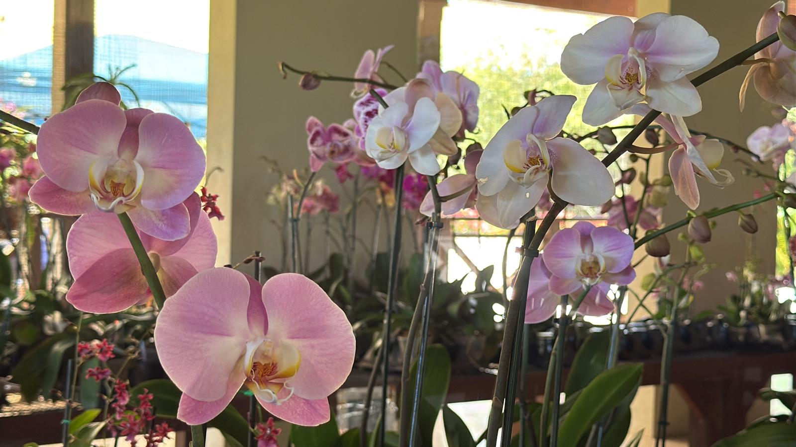Orchid show attracts appreciative crowds - Cayman Compass