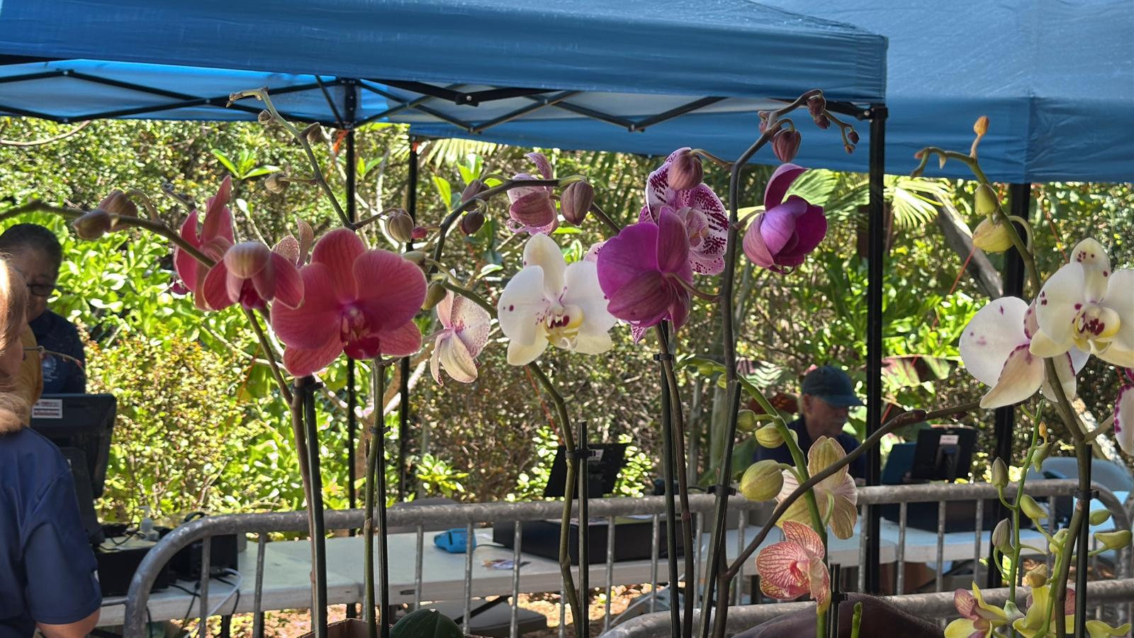 Orchid show attracts appreciative crowds - Cayman Compass