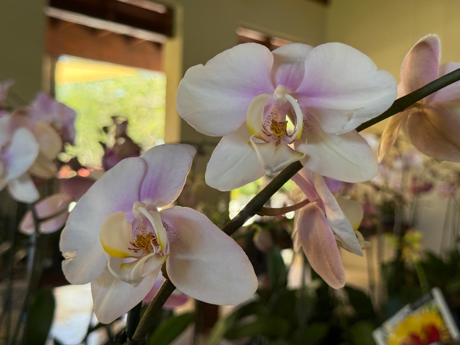Orchid show attracts appreciative crowds - Cayman Compass