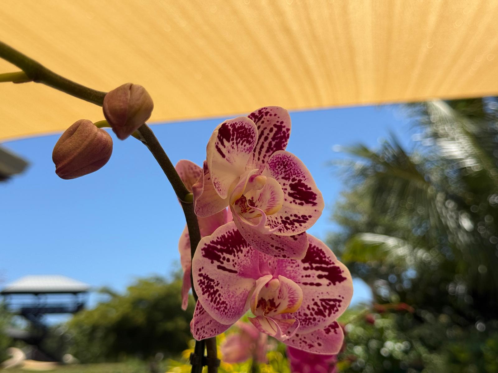 Orchid show attracts appreciative crowds - Cayman Compass