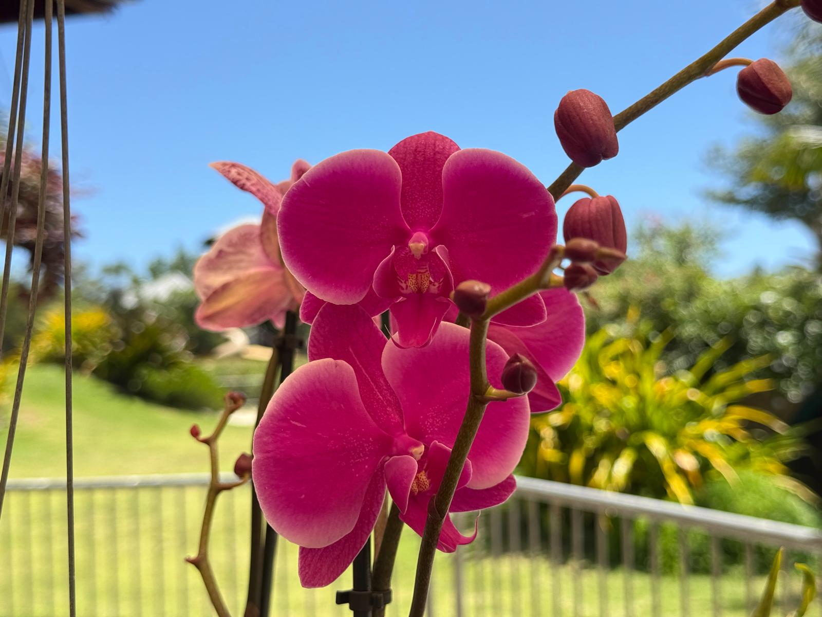 Orchid show attracts appreciative crowds - Cayman Compass