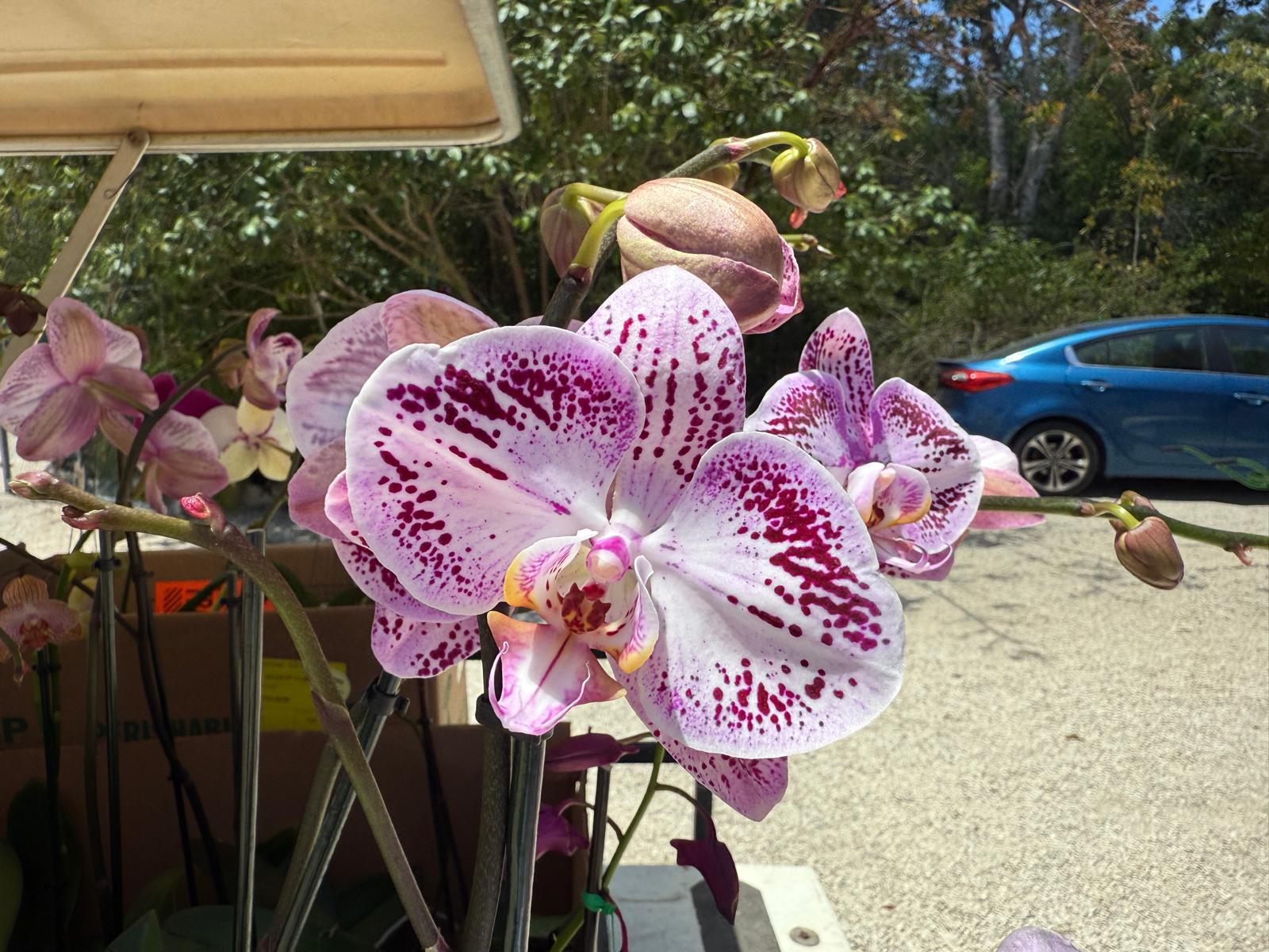 Orchid show attracts appreciative crowds - Cayman Compass