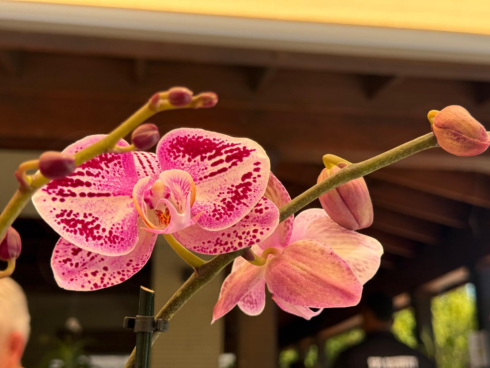 Orchid show attracts appreciative crowds - Cayman Compass
