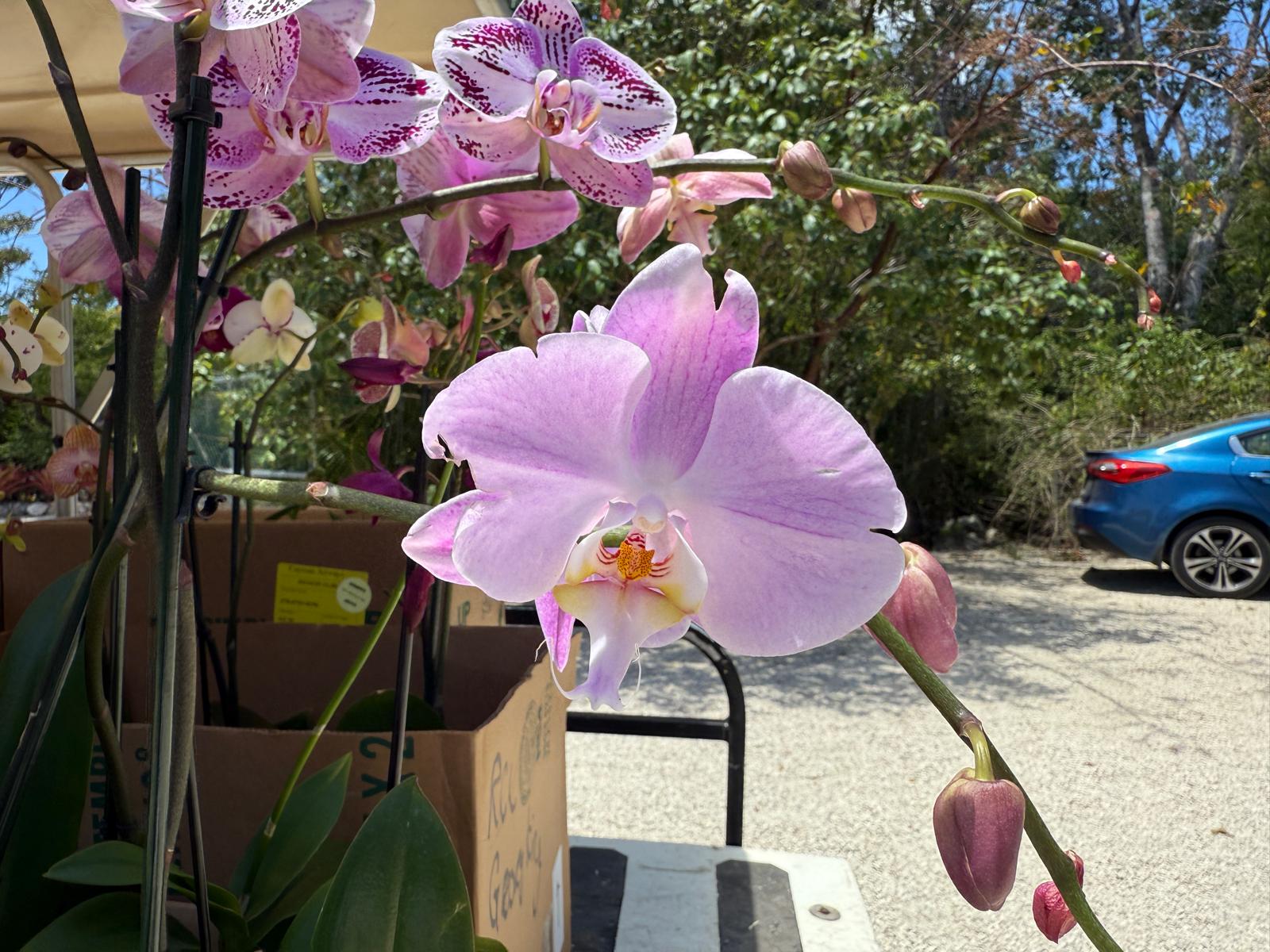 Orchid show attracts appreciative crowds - Cayman Compass