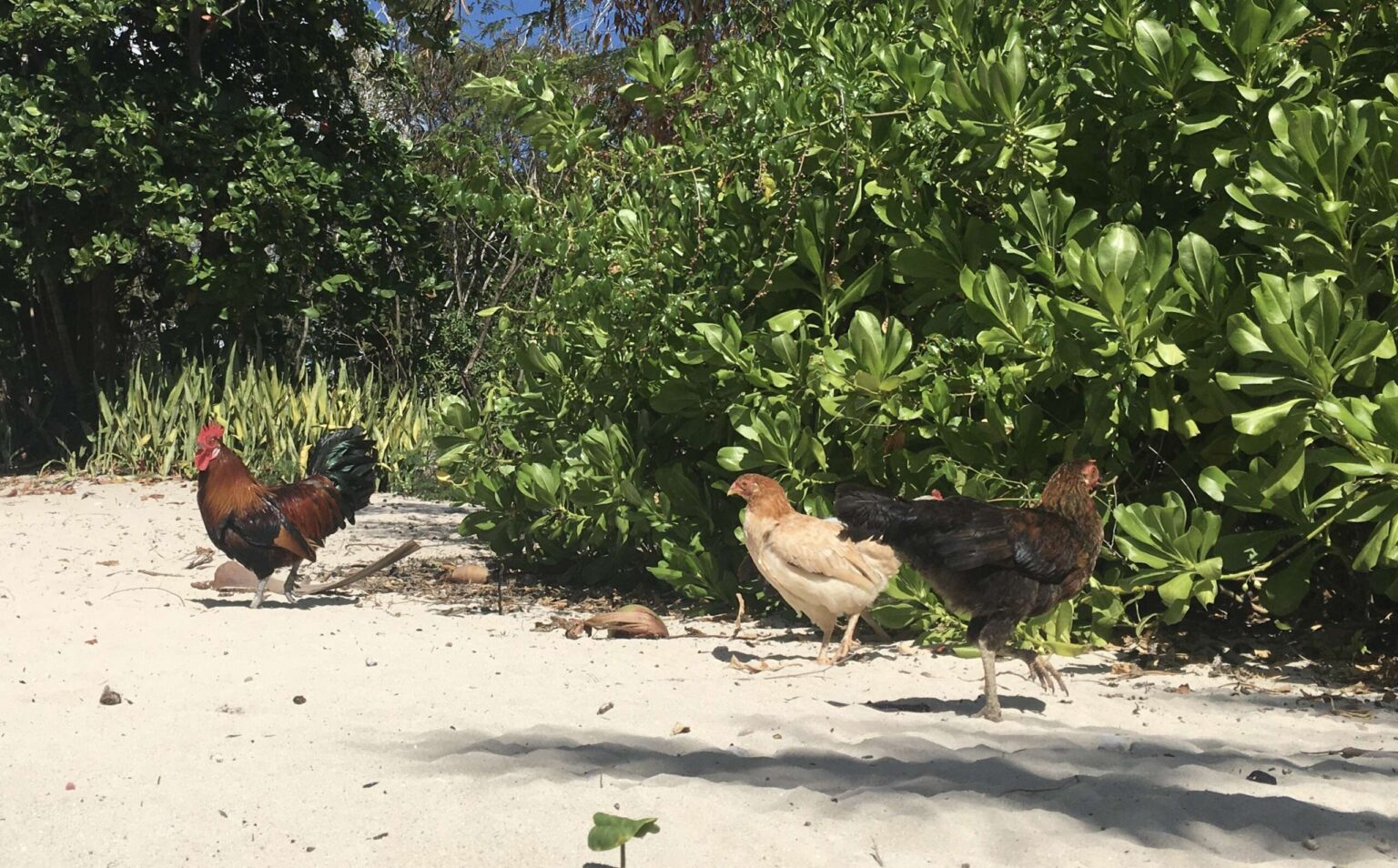 Feral chicken cull possible after Puerto Rico bird flu alert - Cayman ...