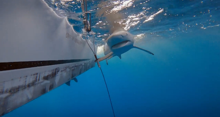 Documentary highlights shark monitoring in Cayman - Cayman Compass