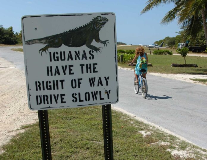 New signs installed to help protect blue iguanas - Cayman Compass