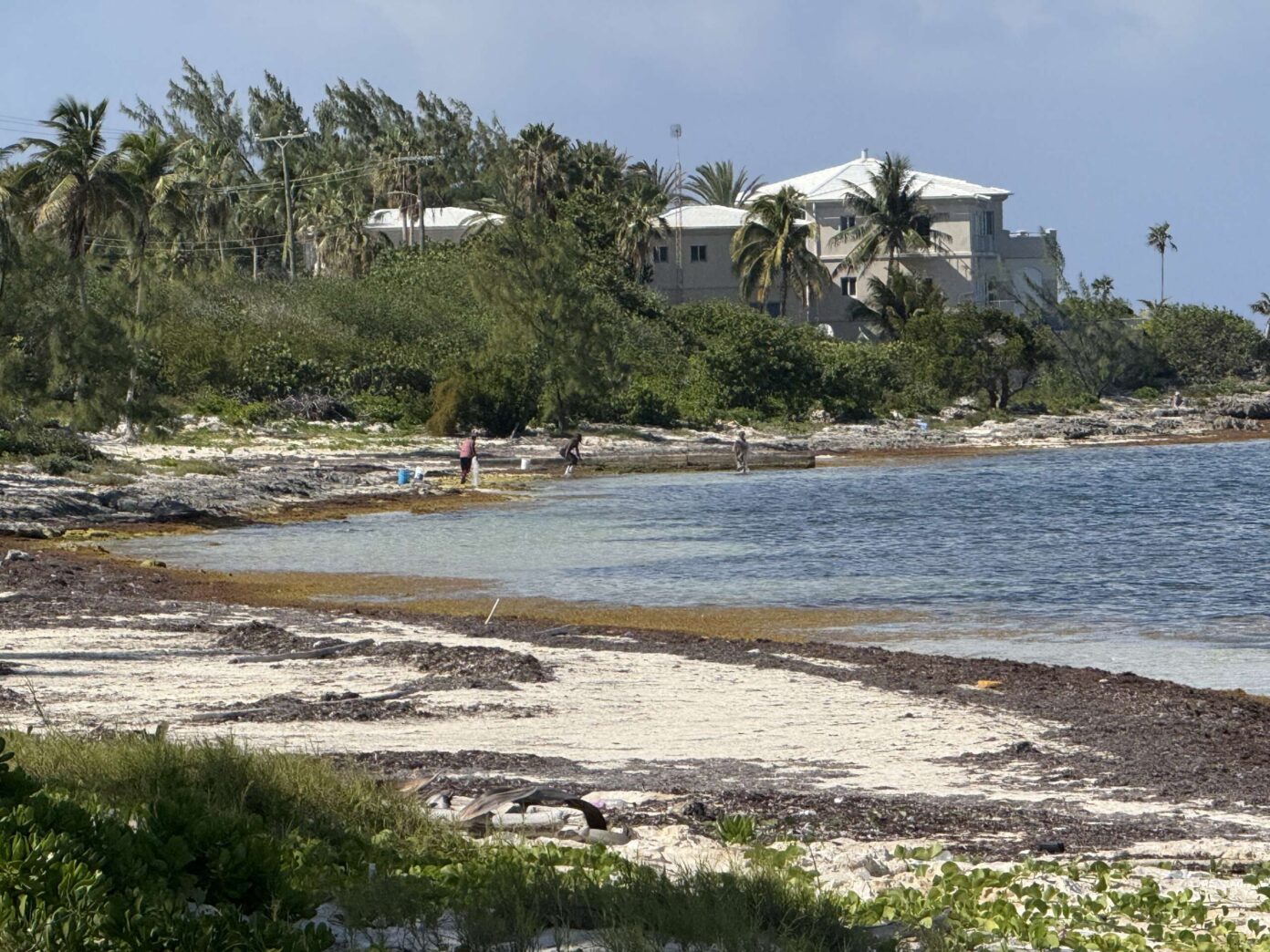 Record-breaking sargassum influx begins to hit Cayman - Cayman Compass