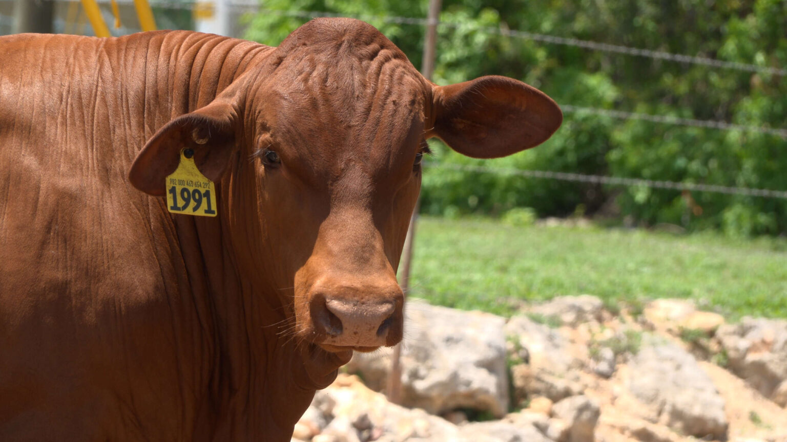 New director of agriculture making food security a priority - Cayman ...