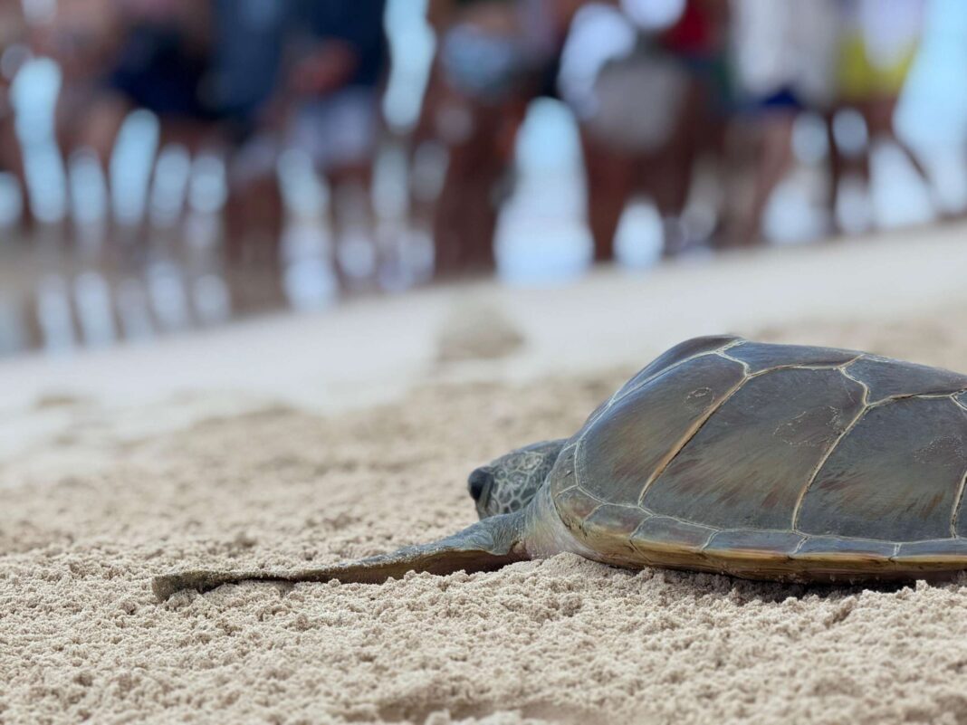 Turtles released in celebration of World Sea Turtle Day - Cayman Compass