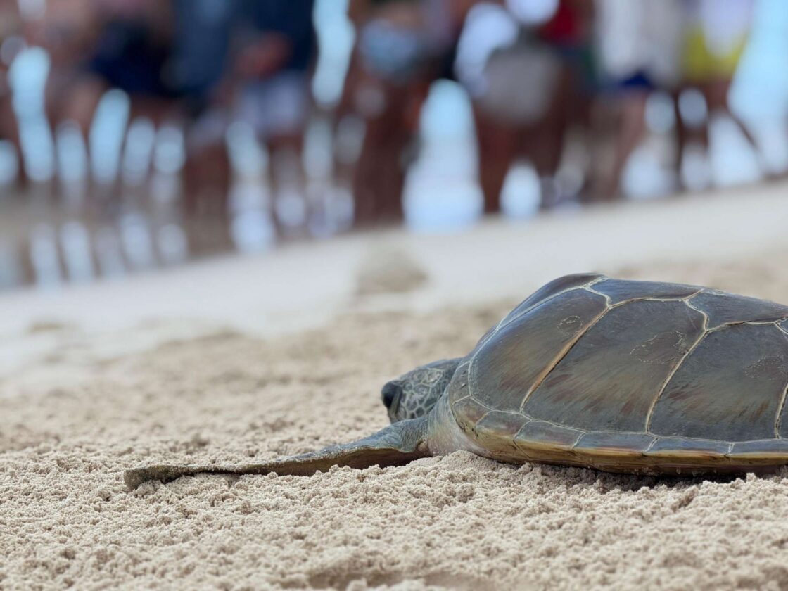 Turtles released in celebration of World Sea Turtle Day - Cayman Compass