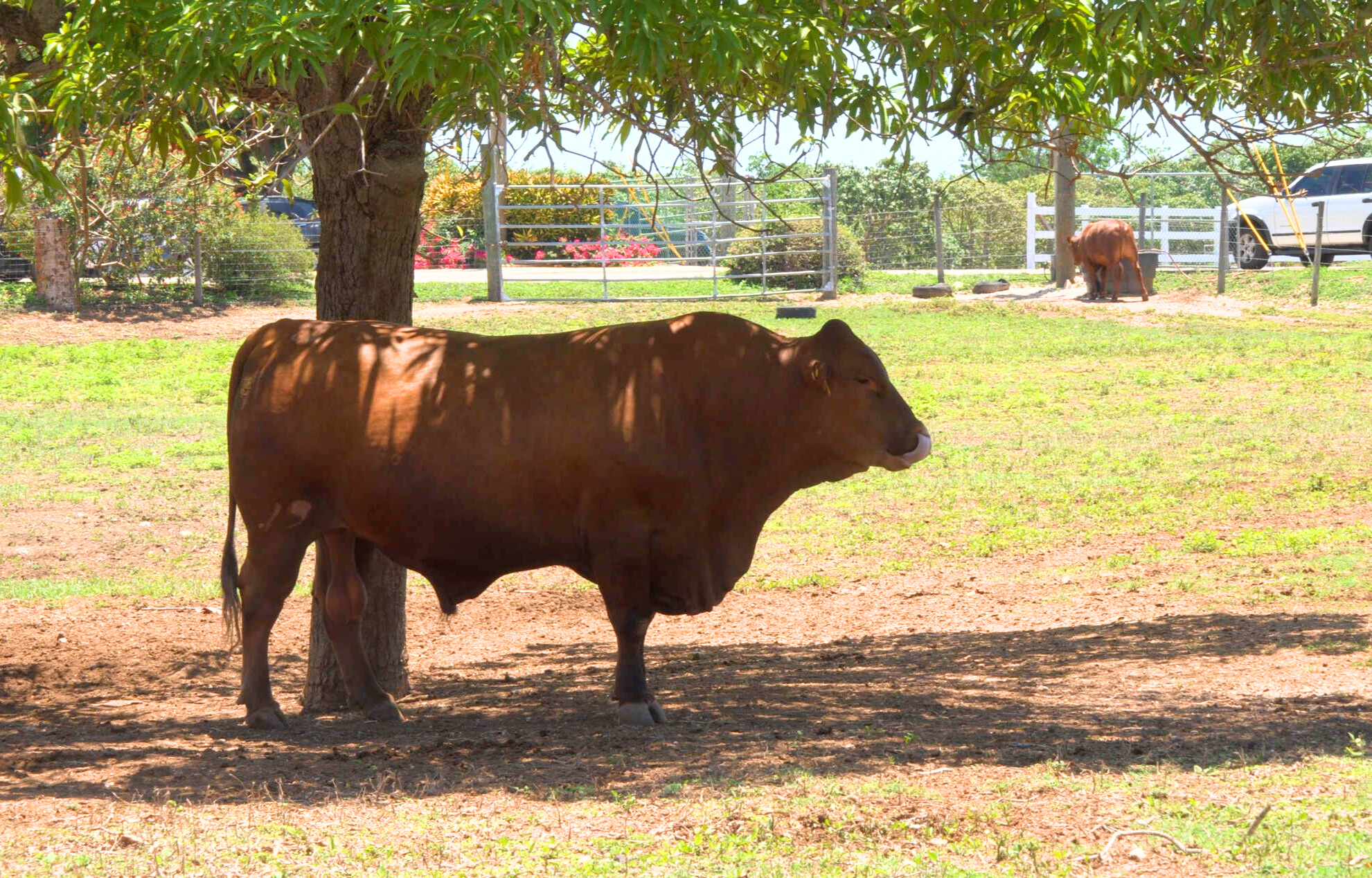 Red Poll beef initiative set to boost local herds, cut imports
