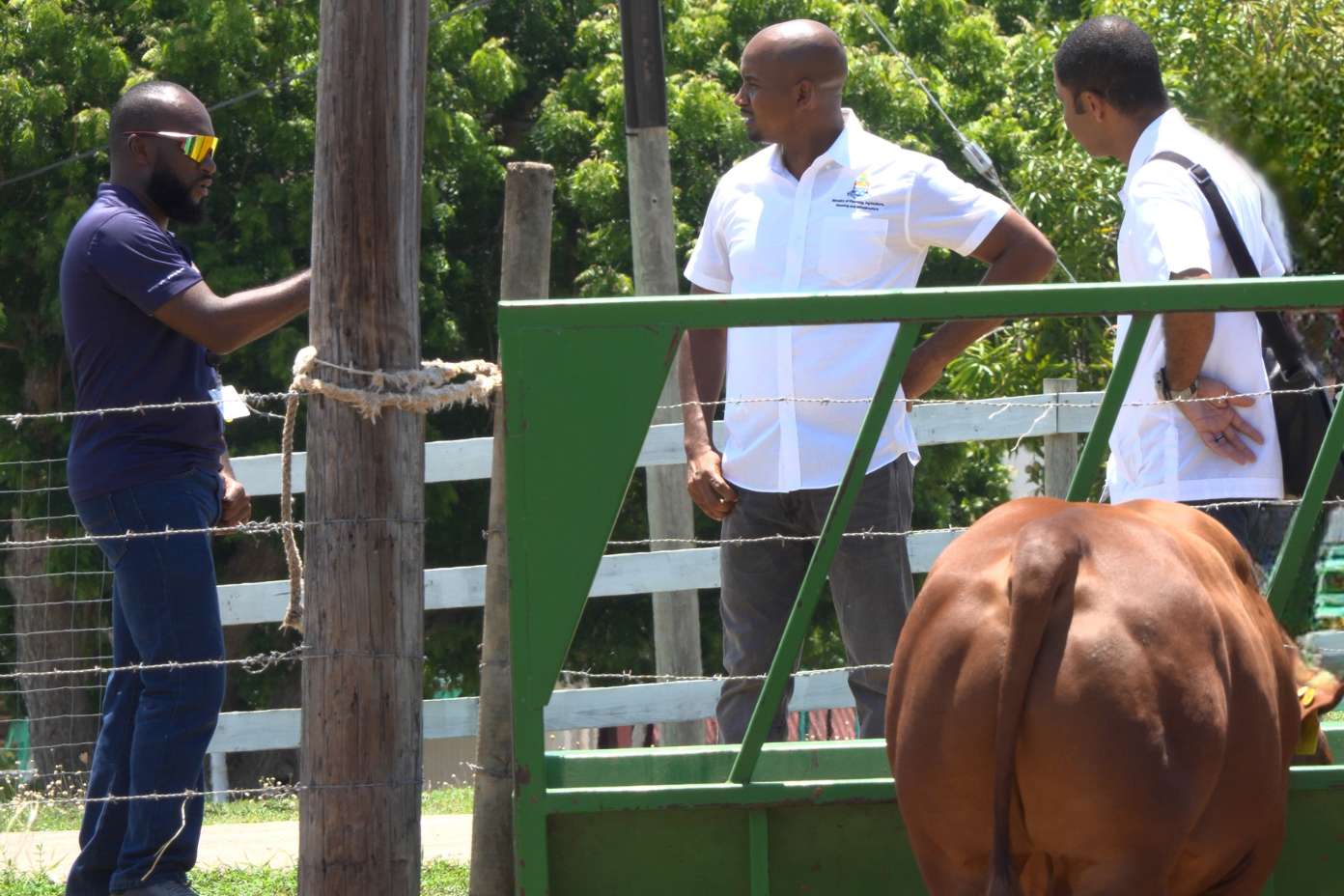 New director of agriculture making food security a priority - Cayman ...