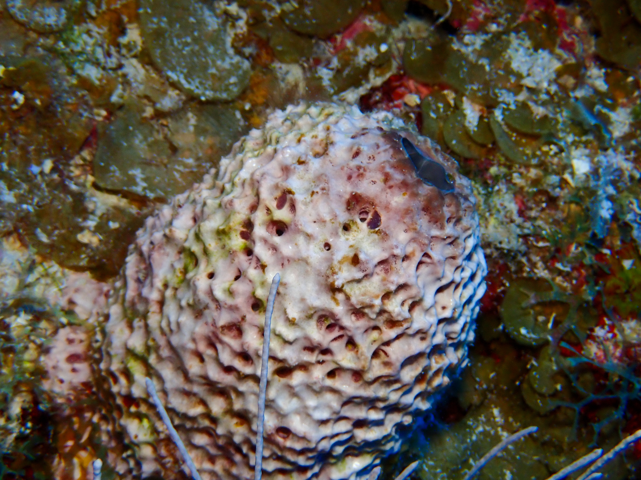 Potential previously unidentified sponge species spotted in Cayman ...