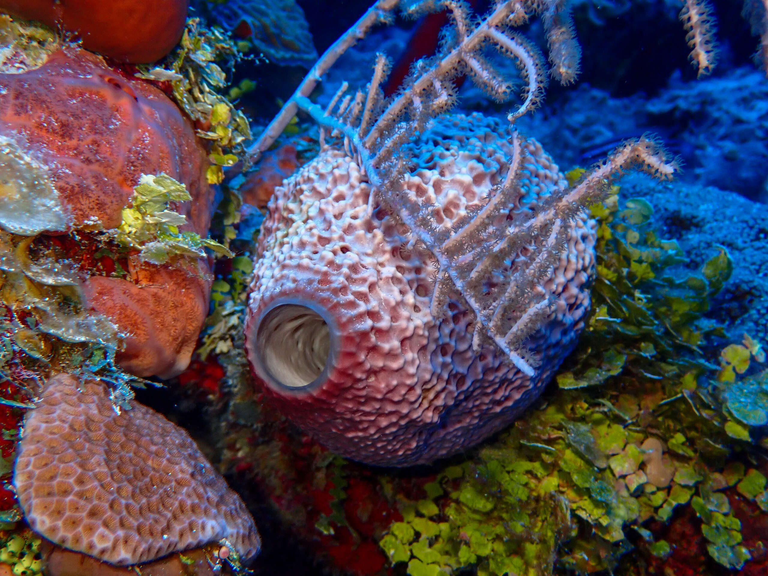 Potential previously unidentified sponge species spotted in Cayman ...