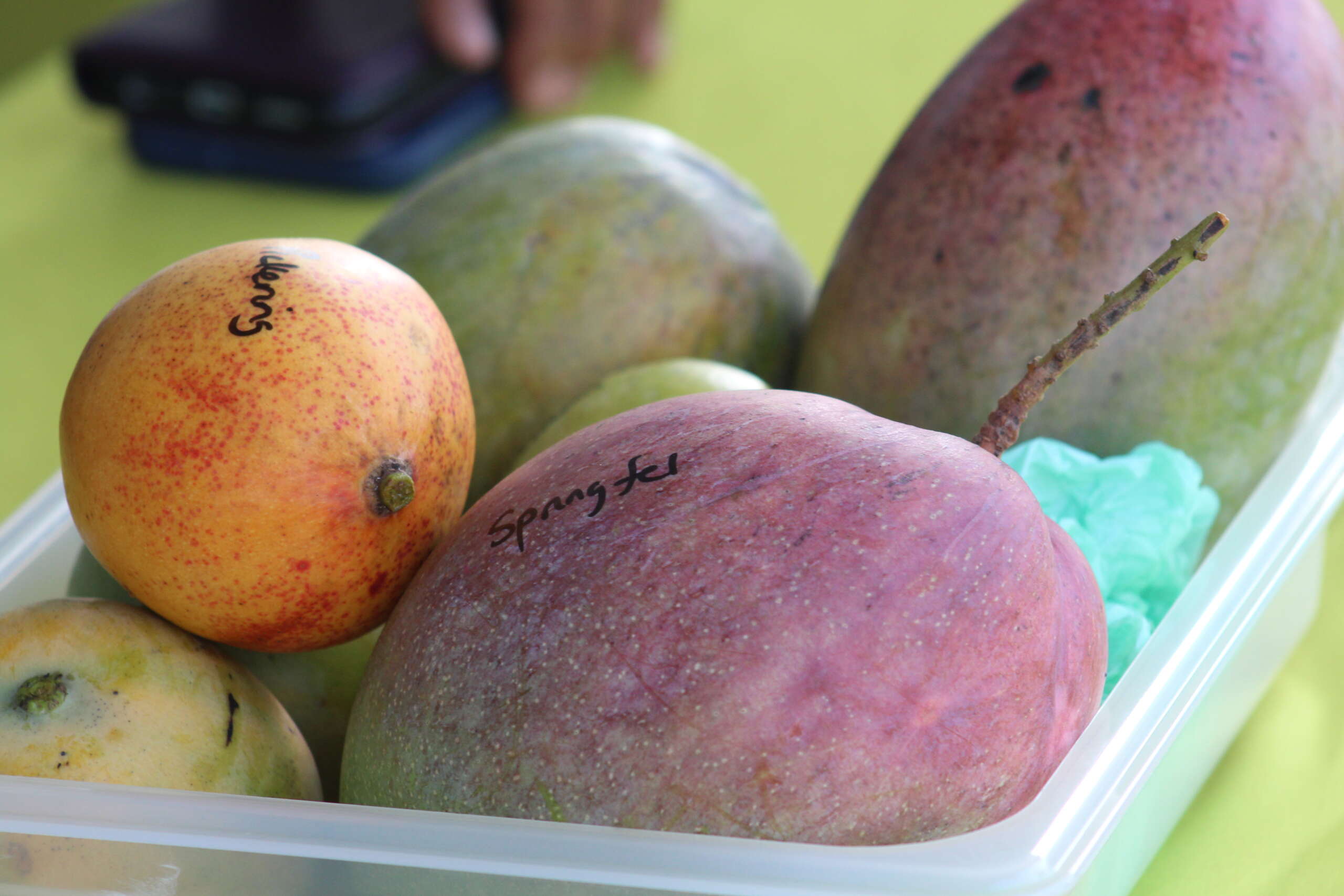 National Museum returns with Mango Fest - Cayman Compass