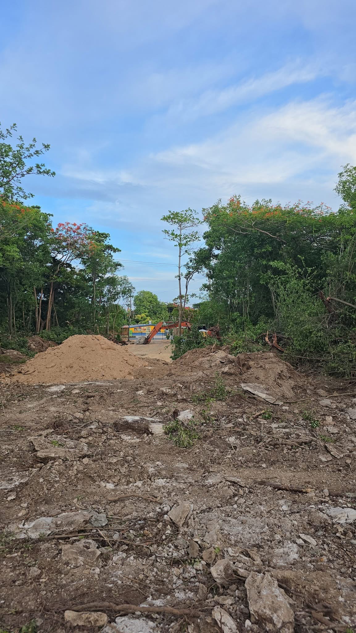 Old-growth forest razing creates social media storm