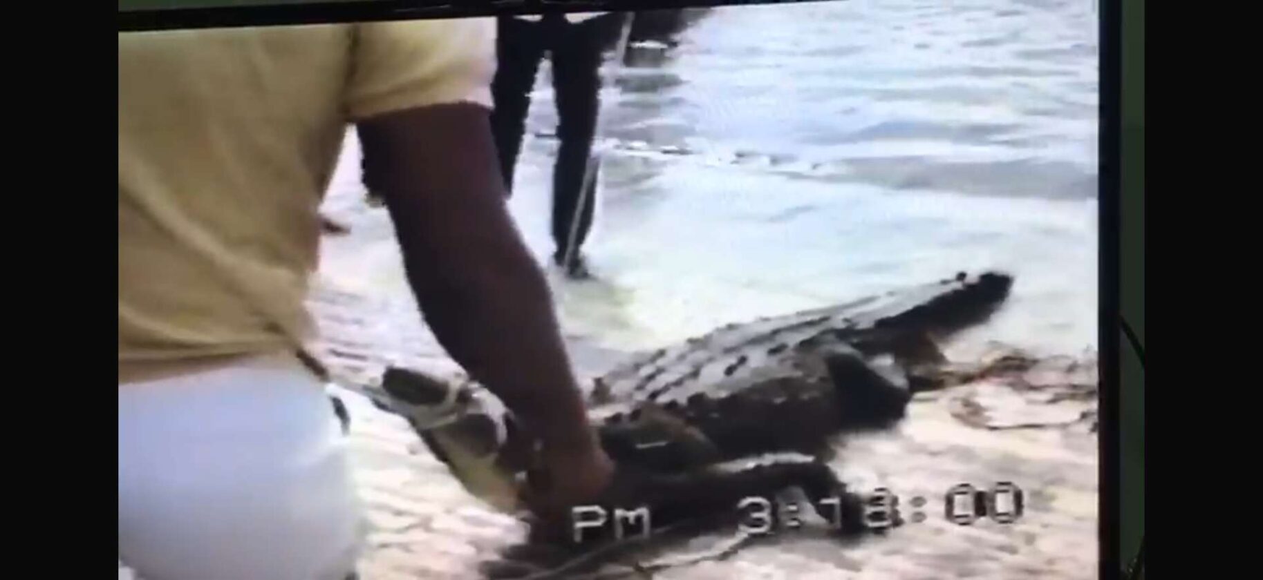 Flashback to 1989: Men recall encounter with escaped crocodile - Cayman ...