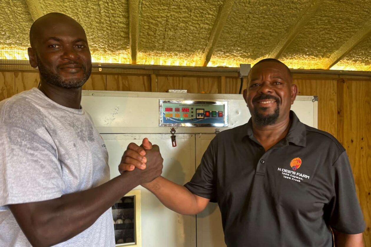 Cayman launches first chicken broiler hatchery - Cayman Compass