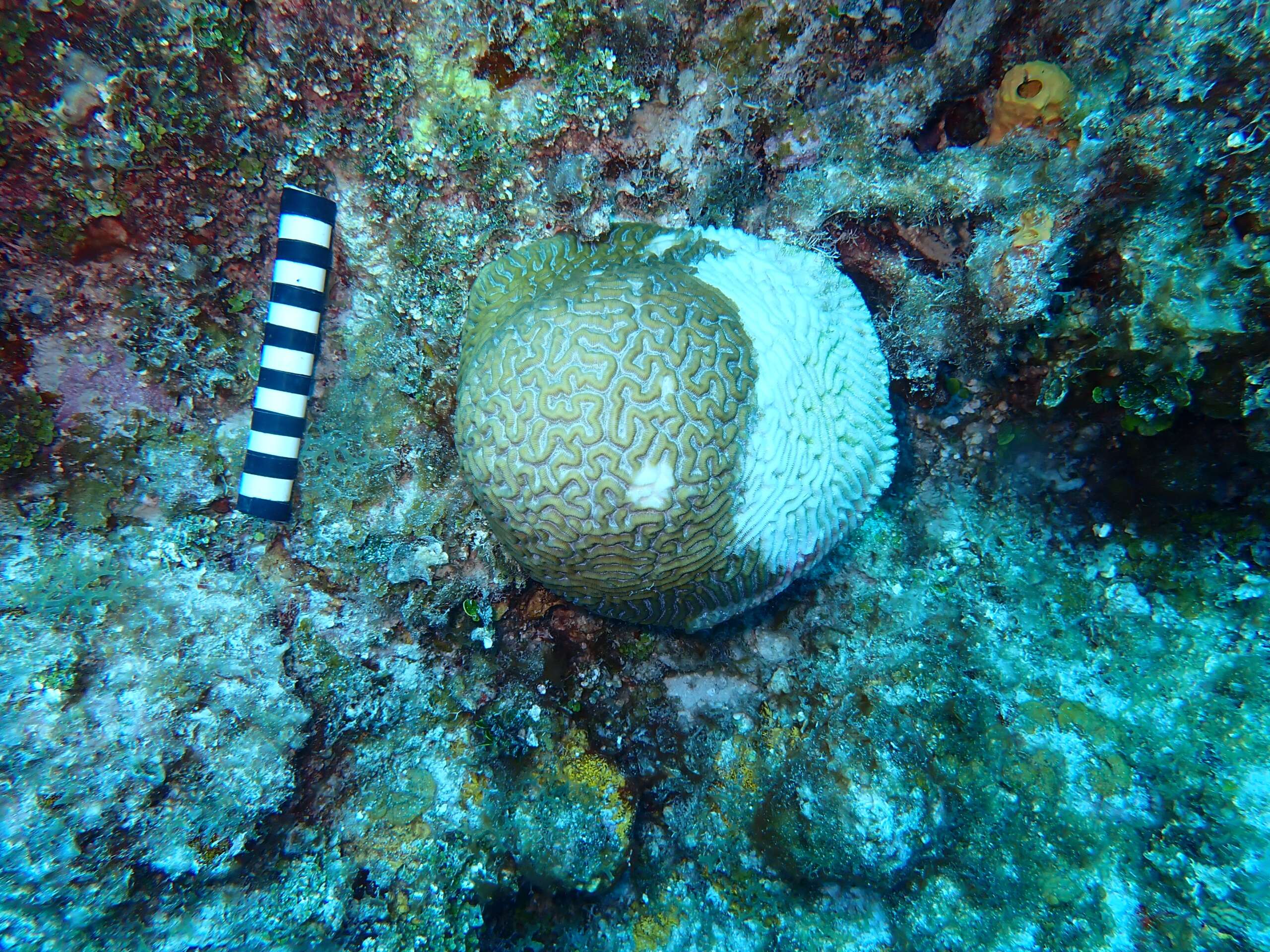 Deadly stony coral disease reaches Little Cayman - Cayman Compass