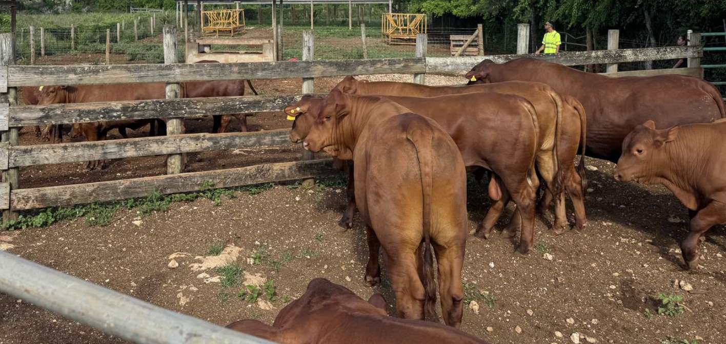 Cayman hosts historic first red poll cattle auction - Cayman Compass