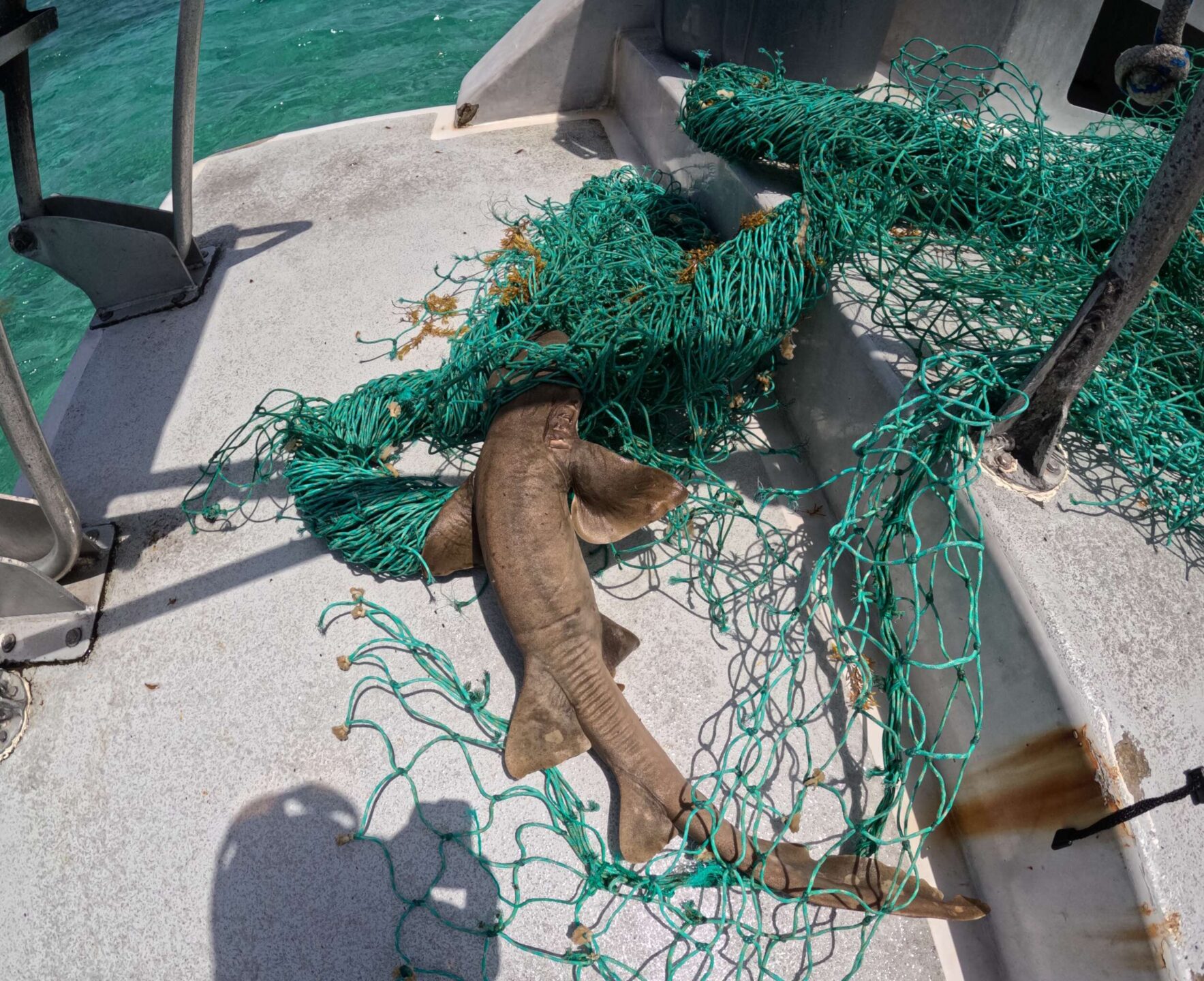 New warnings over 'ghost nets' after dive boat finds trapped sharks ...