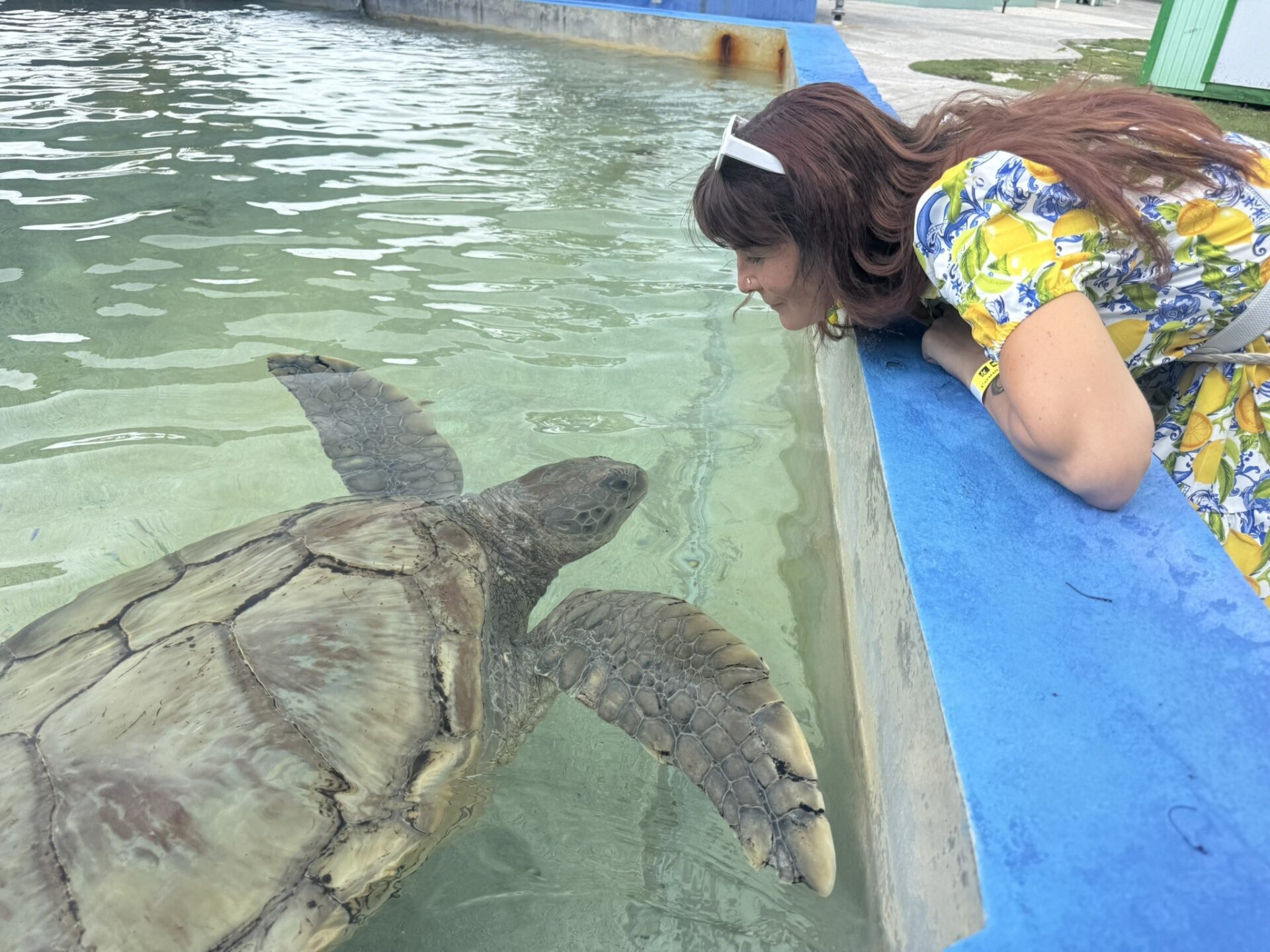 Turtle meat sold at less than a third of the cost to produce - Cayman ...