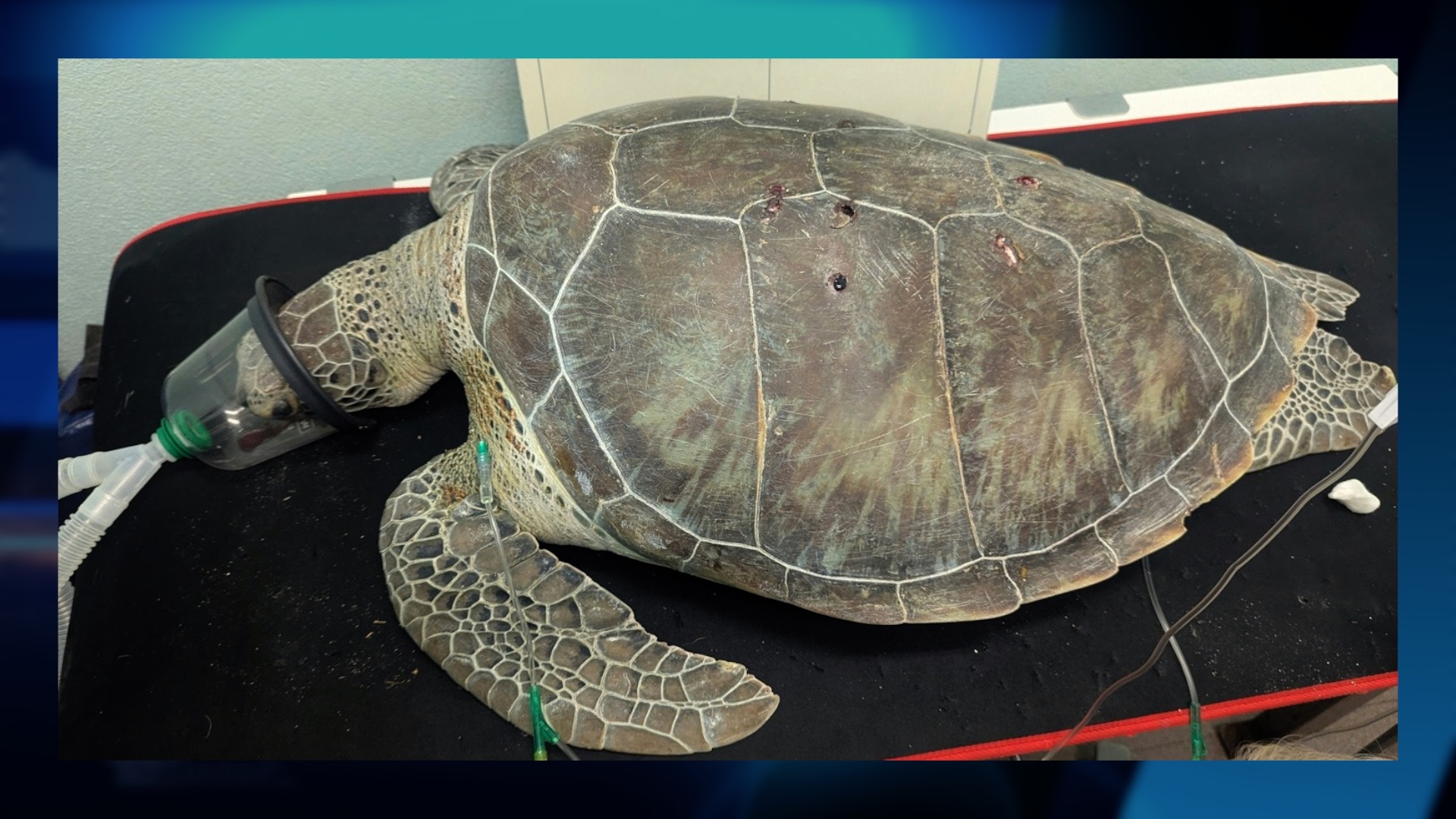 Poachers plead guilty to taking turtle from marine park - Cayman Compass