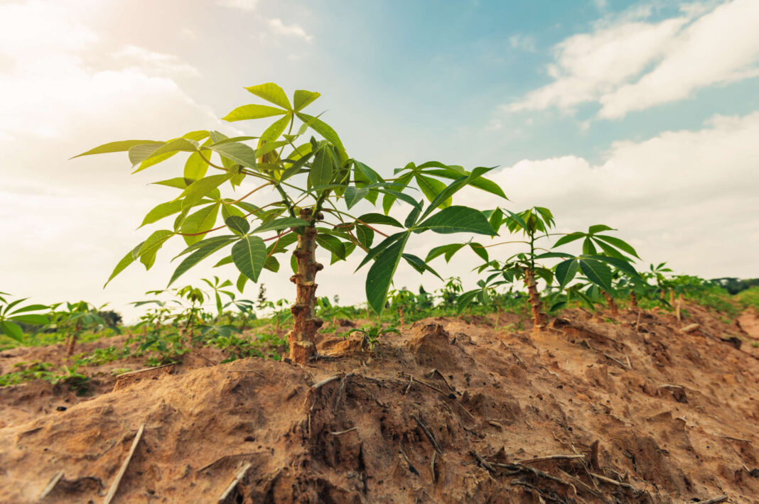 Cassava: The root that fed the Caribbean’s first people - Cayman Compass