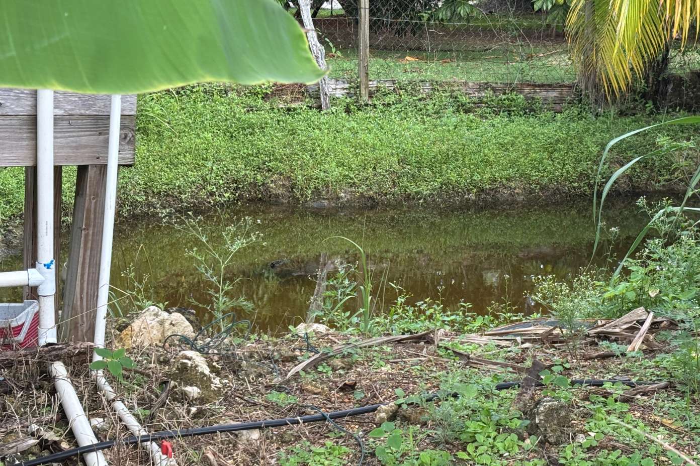 Community farm charity in great need of support - Cayman Compass