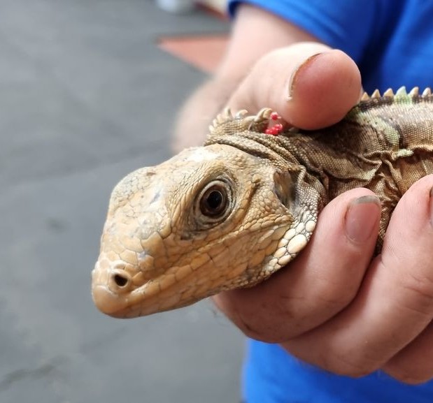 Sister Islands rock iguanas mate with green iguanas causing hybrid ...