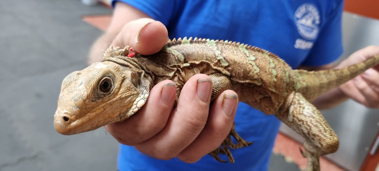 Sister Islands rock iguanas mate with green iguanas causing hybrid ...