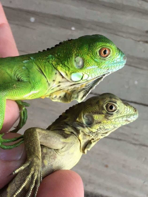 Sister Islands rock iguanas mate with green iguanas causing hybrid ...