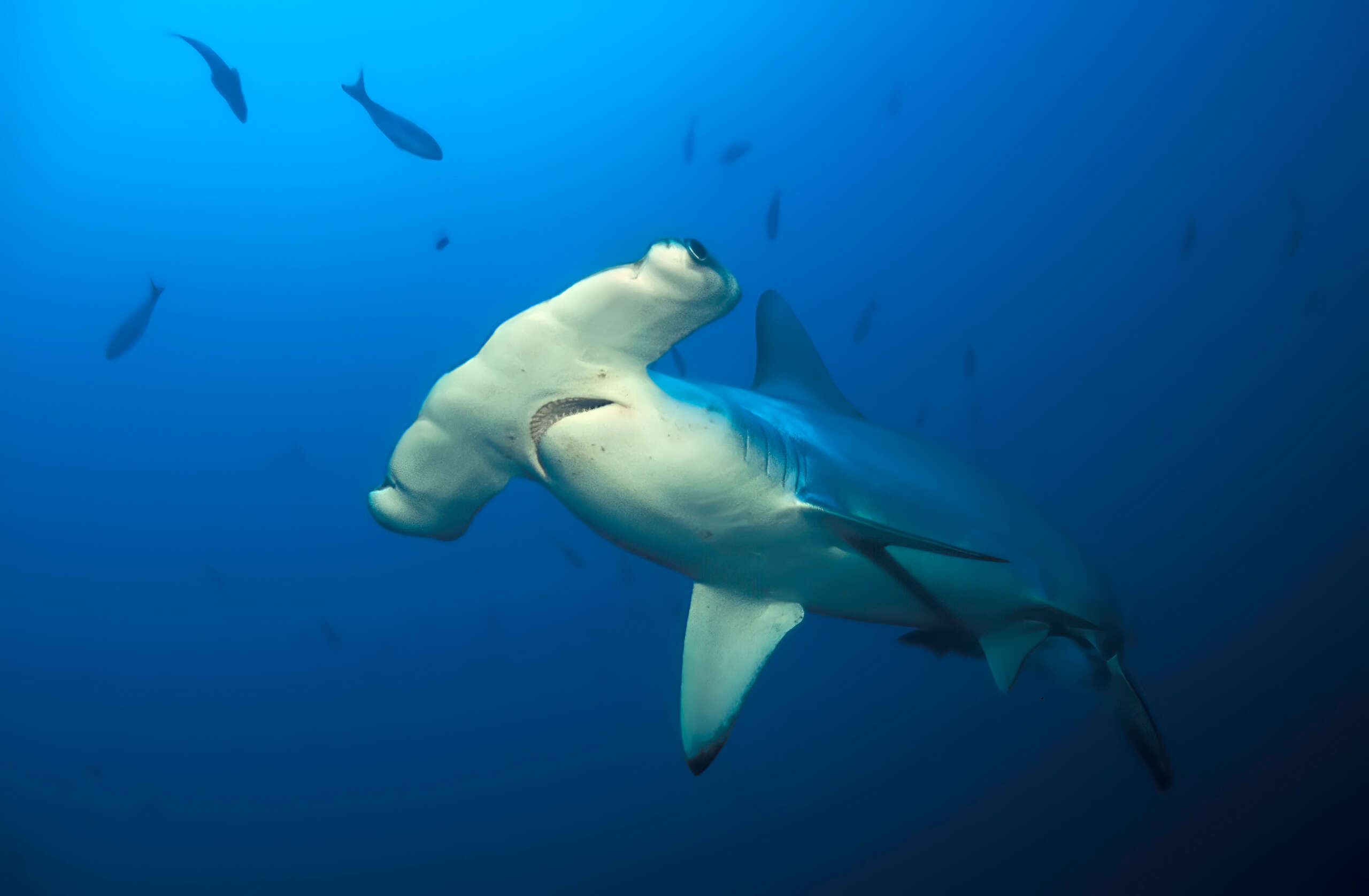 Historic sightings of schools of hammerhead sharks off Little Cayman ...
